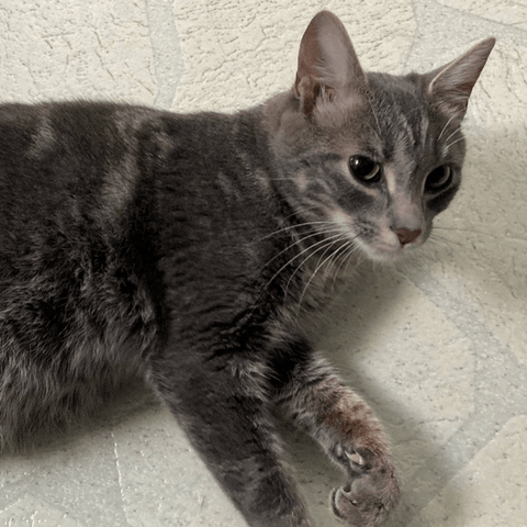 Training and Behavioral Support for Dogs and Cats | Petcademy